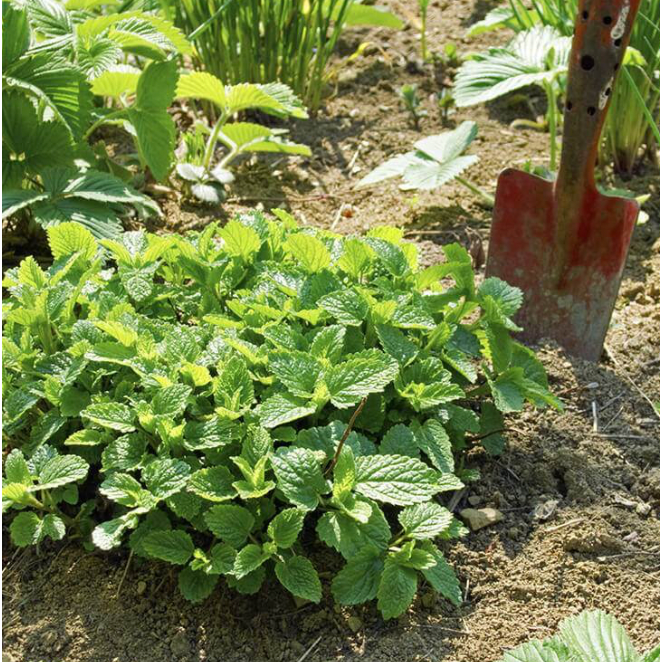 Lemon Balm Seeds – Texture + Tuft